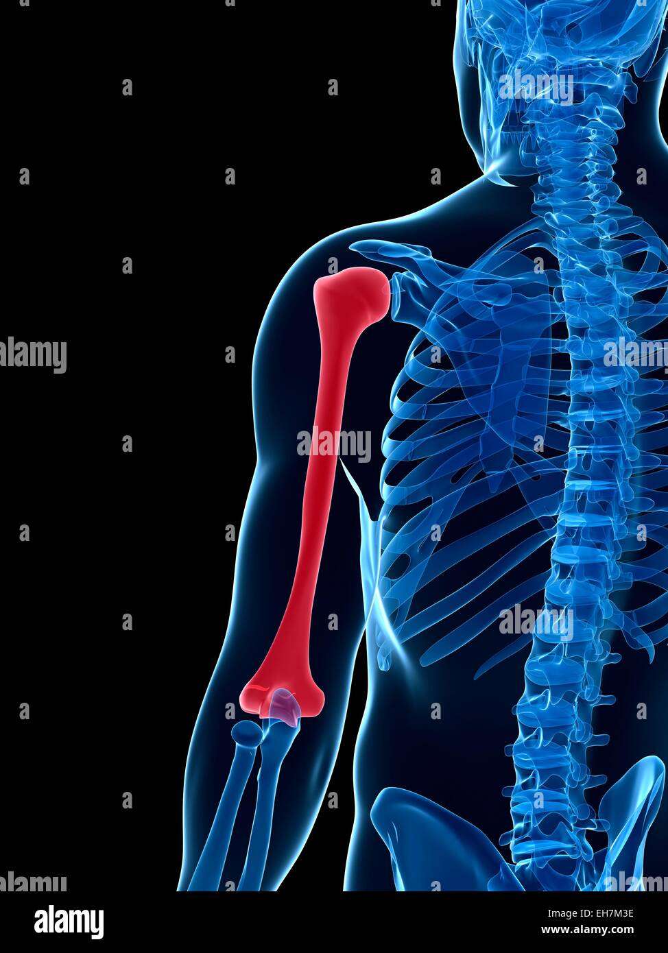 Menschlicher knochen skelett arm -Fotos und -Bildmaterial in hoher ...