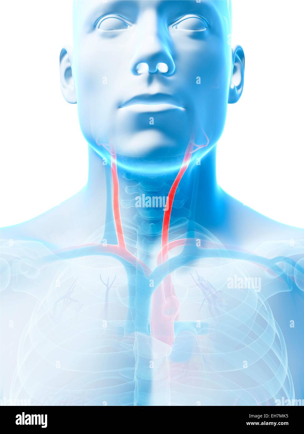 Menschliche Halsschlagader Stockfotos und -bilder Kaufen - Alamy