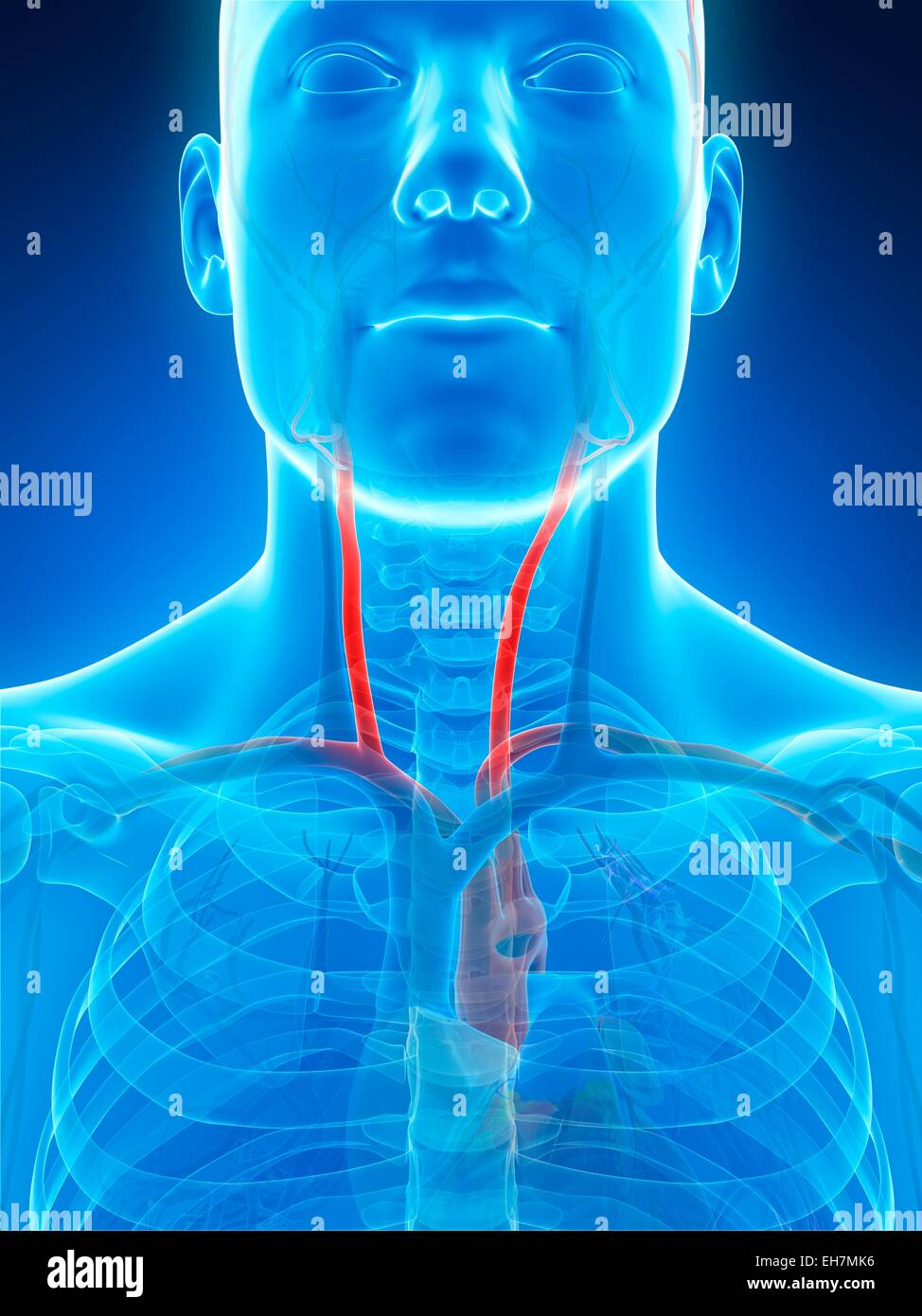 Menschlichen Halsschlagader, Abbildung Stockfotografie - Alamy