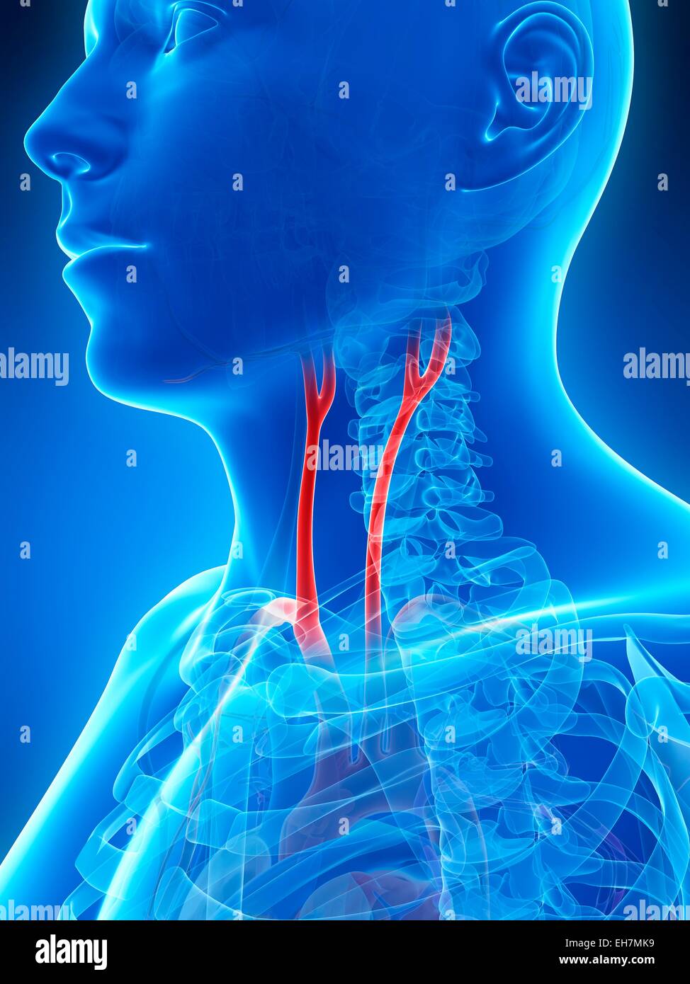 Menschlichen Halsschlagader, Abbildung Stockfotografie - Alamy