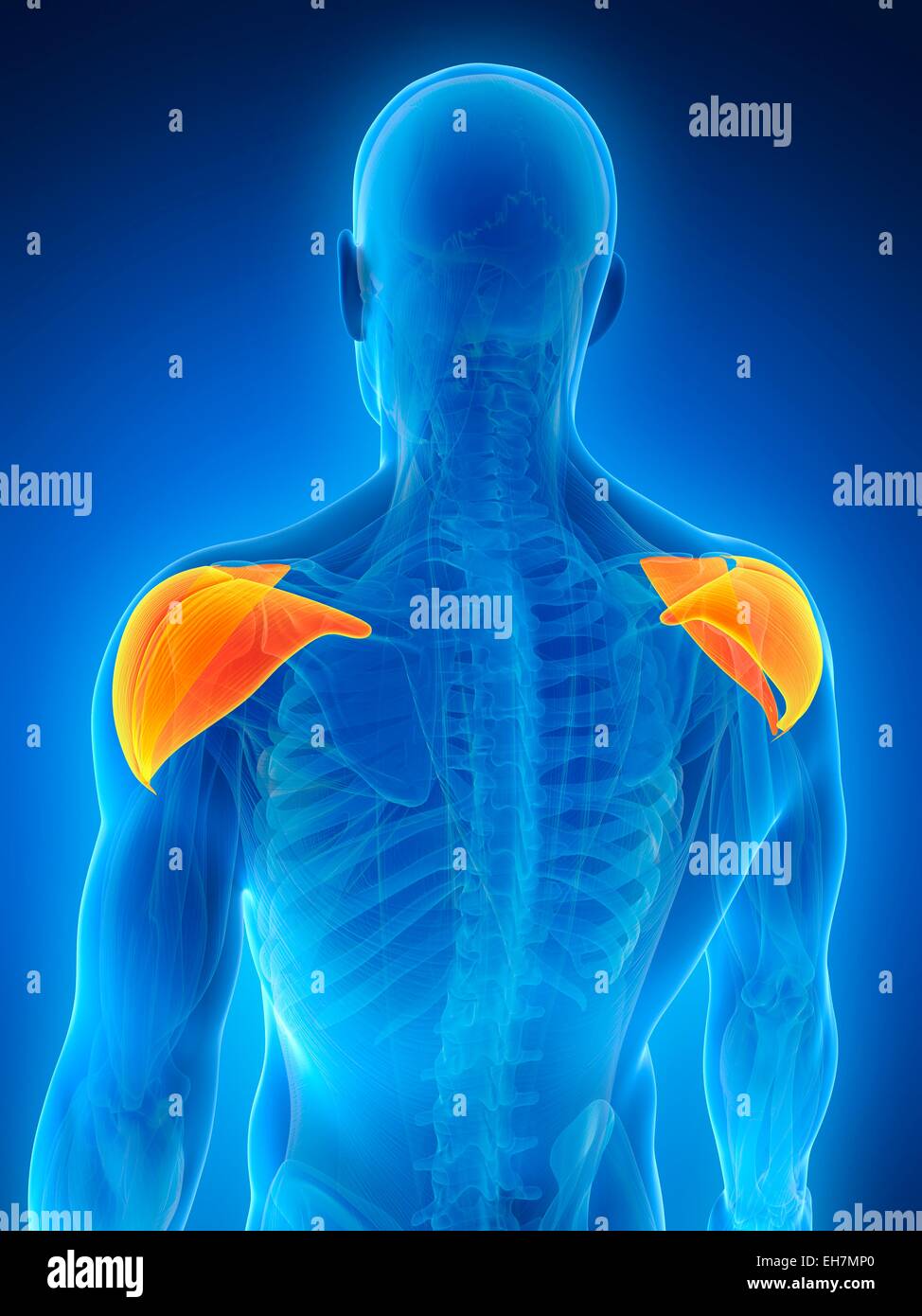 Menschlichen Schultermuskulatur, Abbildung Stockfotografie - Alamy