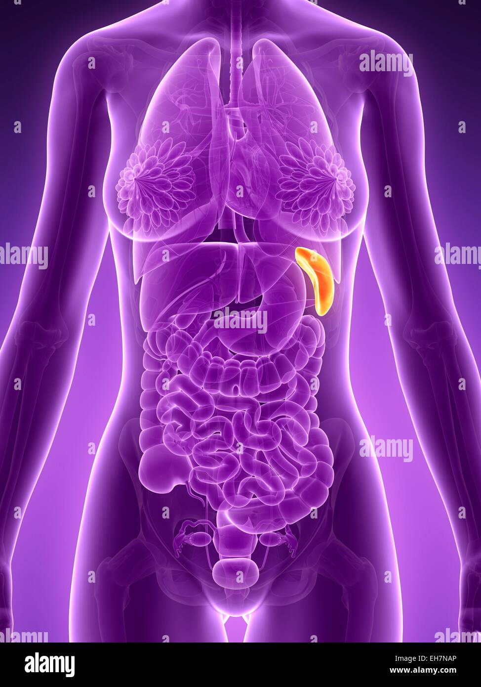 Anatomia della milza -Fotos und -Bildmaterial in hoher Auflösung – Alamy
