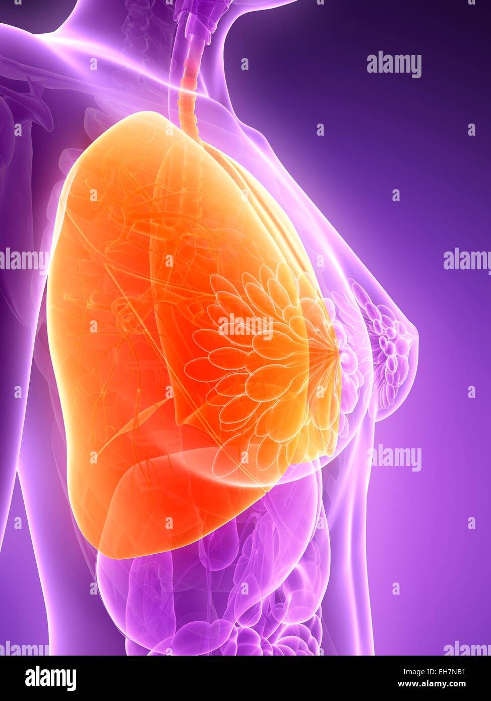 Anatomie des weiblichen Lunge, Abbildung Stockfotografie - Alamy