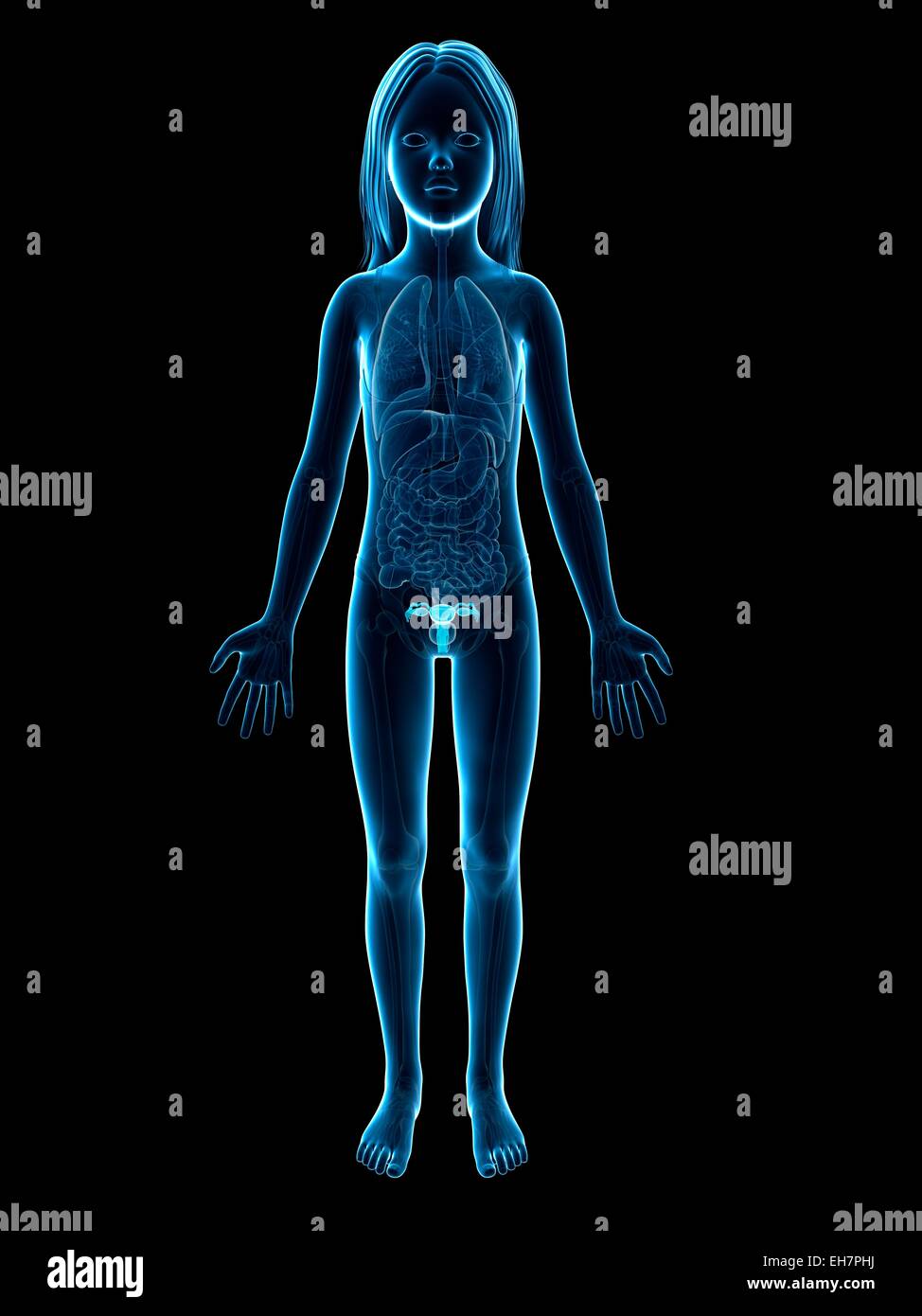 Gebärmutter eines mädchens -Fotos und -Bildmaterial in hoher Auflösung ...