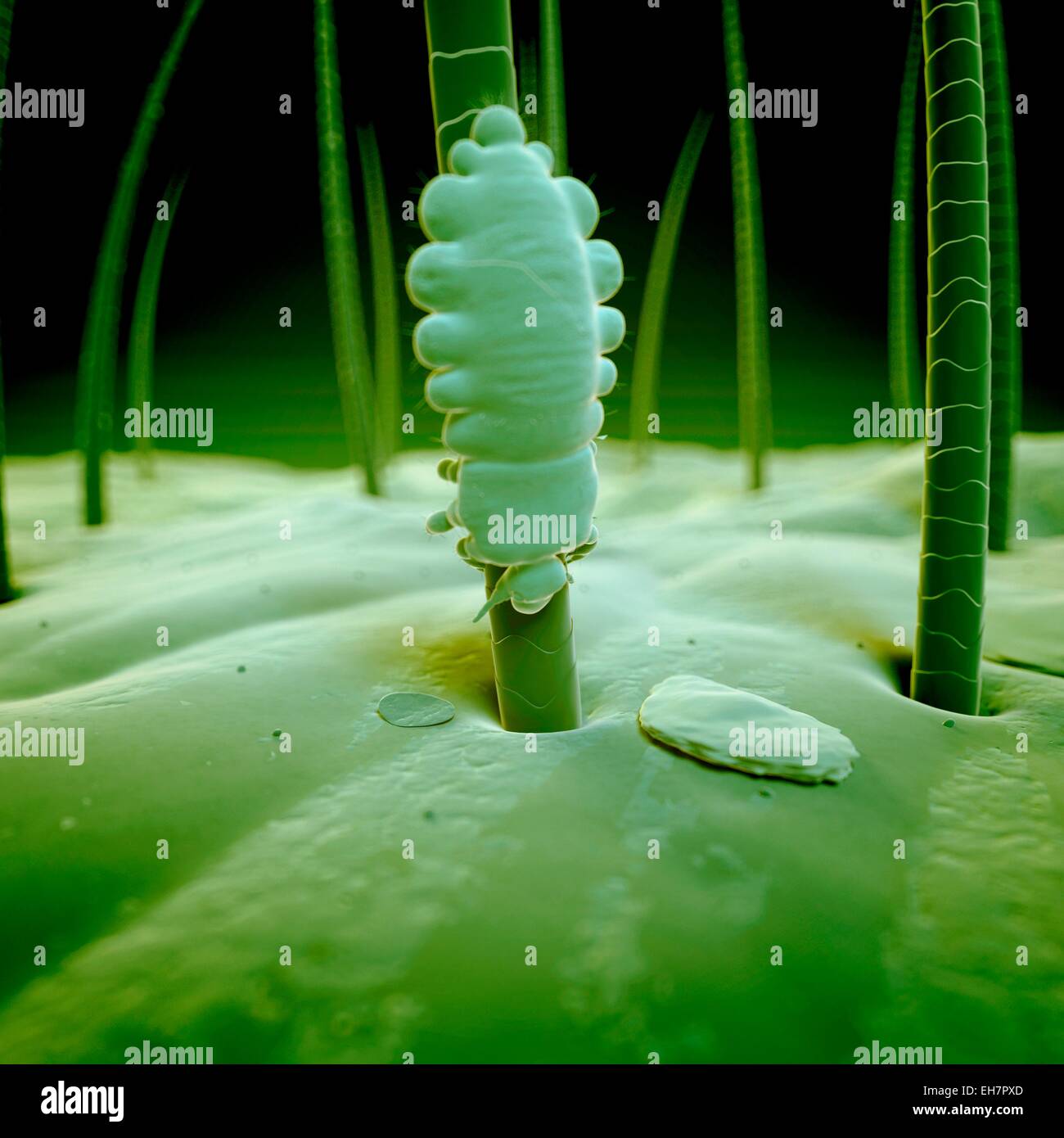 Kopflaus Pediculus Capitis Stockfotos und -bilder Kaufen - Alamy