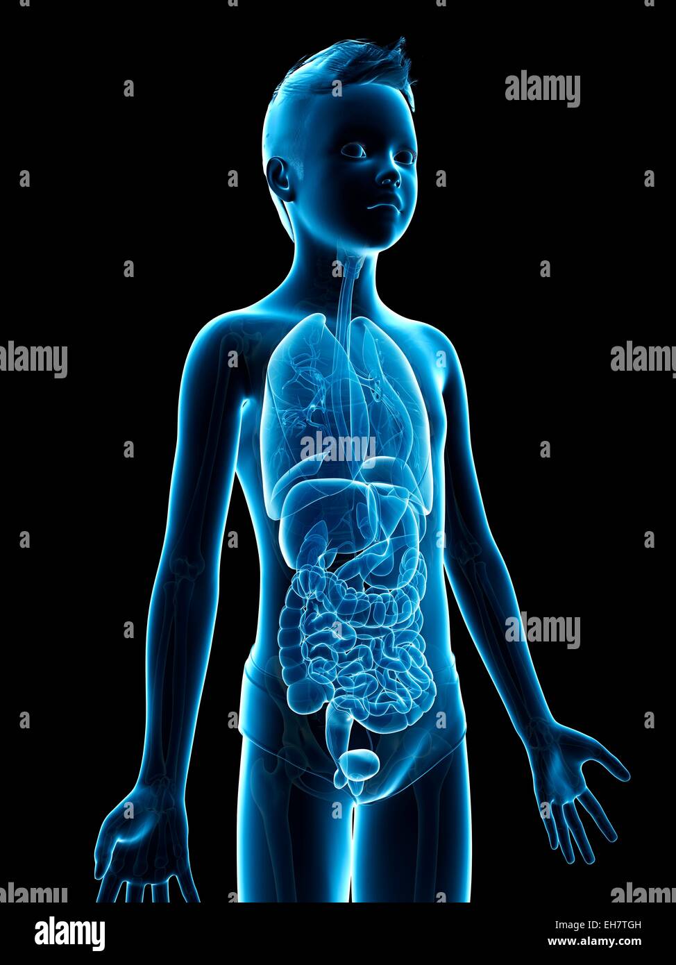 Junge anatomie -Fotos und -Bildmaterial in hoher Auflösung – Alamy