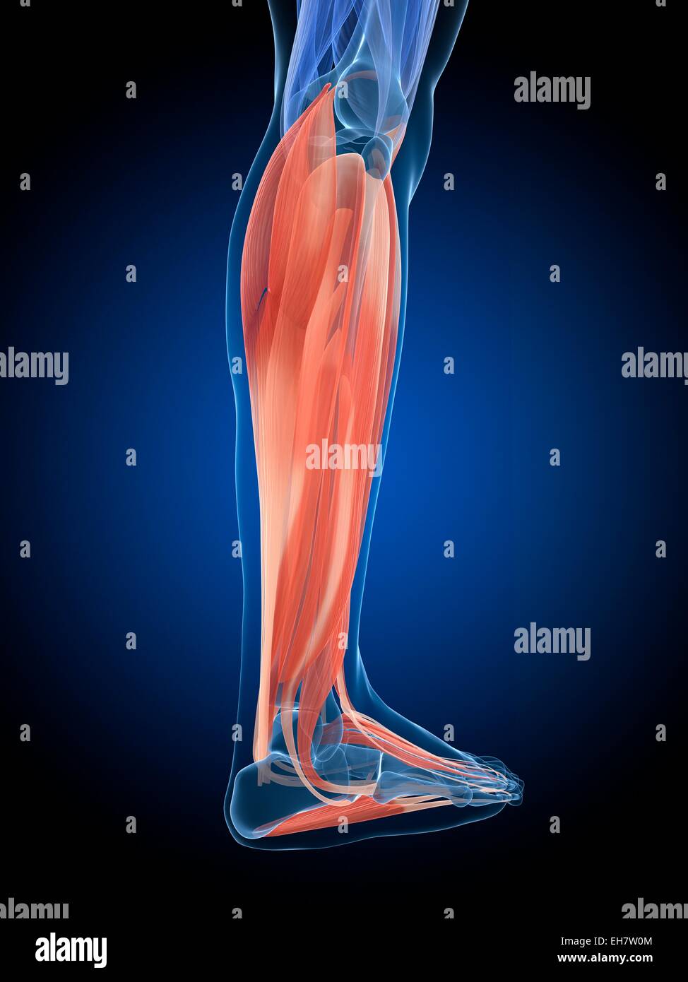 Menschliches Beinmuskeln, Abbildung Stockfotografie - Alamy