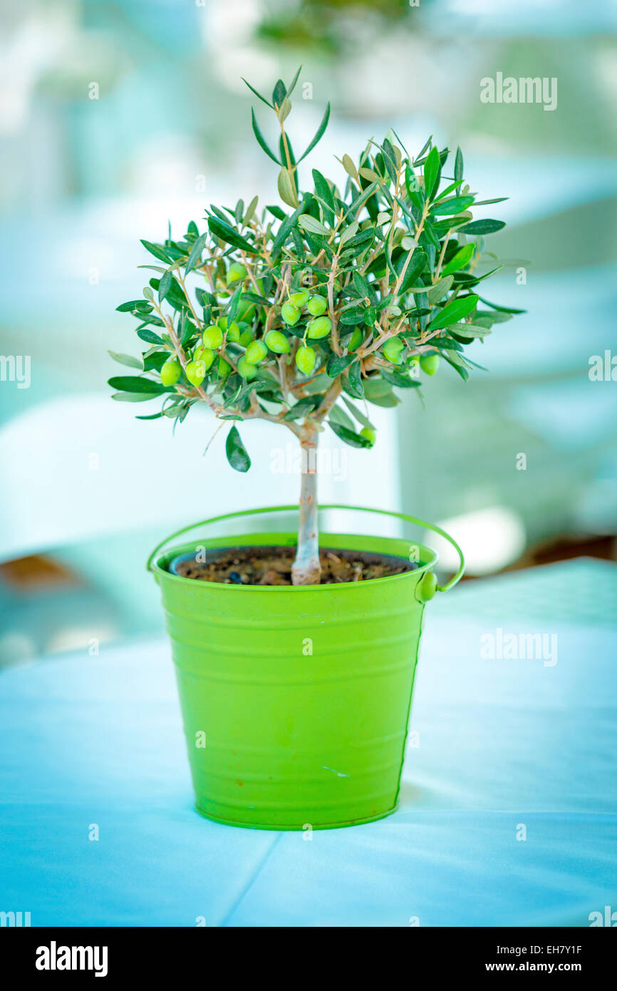 Olivenbaum topf -Fotos und -Bildmaterial in hoher Auflösung – Alamy