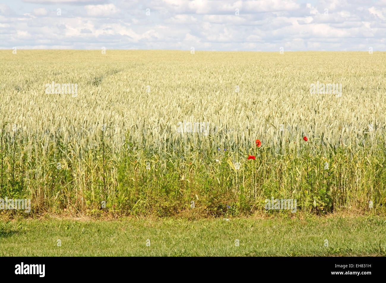 Feld von roten blumen -Fotos und -Bildmaterial in hoher Auflösung – Alamy
