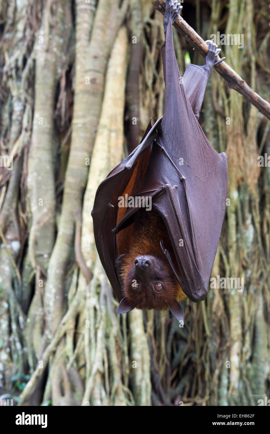 Large flying fox pteropus vampyrus -Fotos und -Bildmaterial in hoher ...