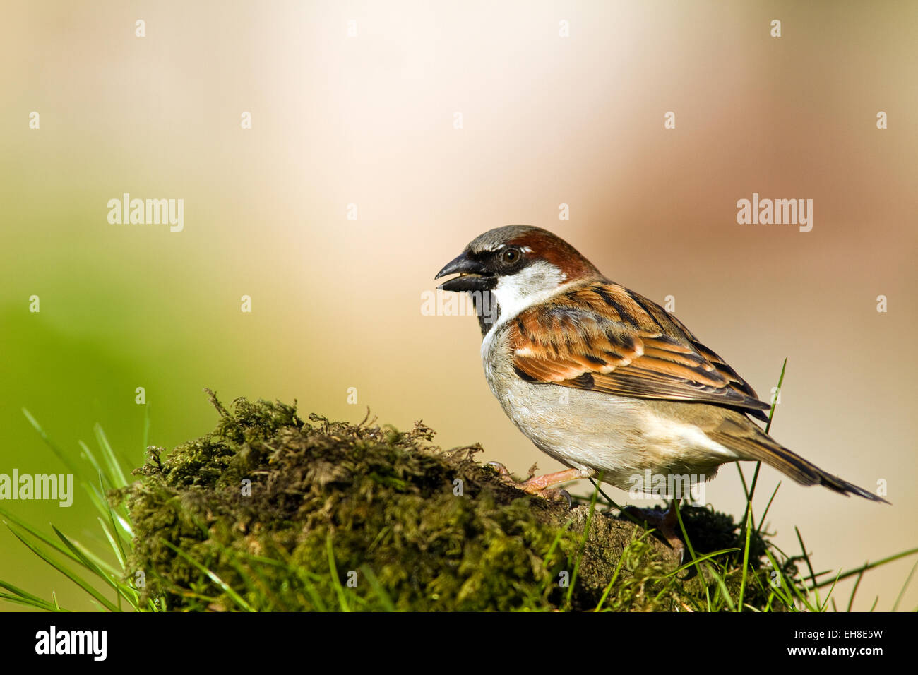 Spatzen ei -Fotos und -Bildmaterial in hoher Auflösung – Alamy