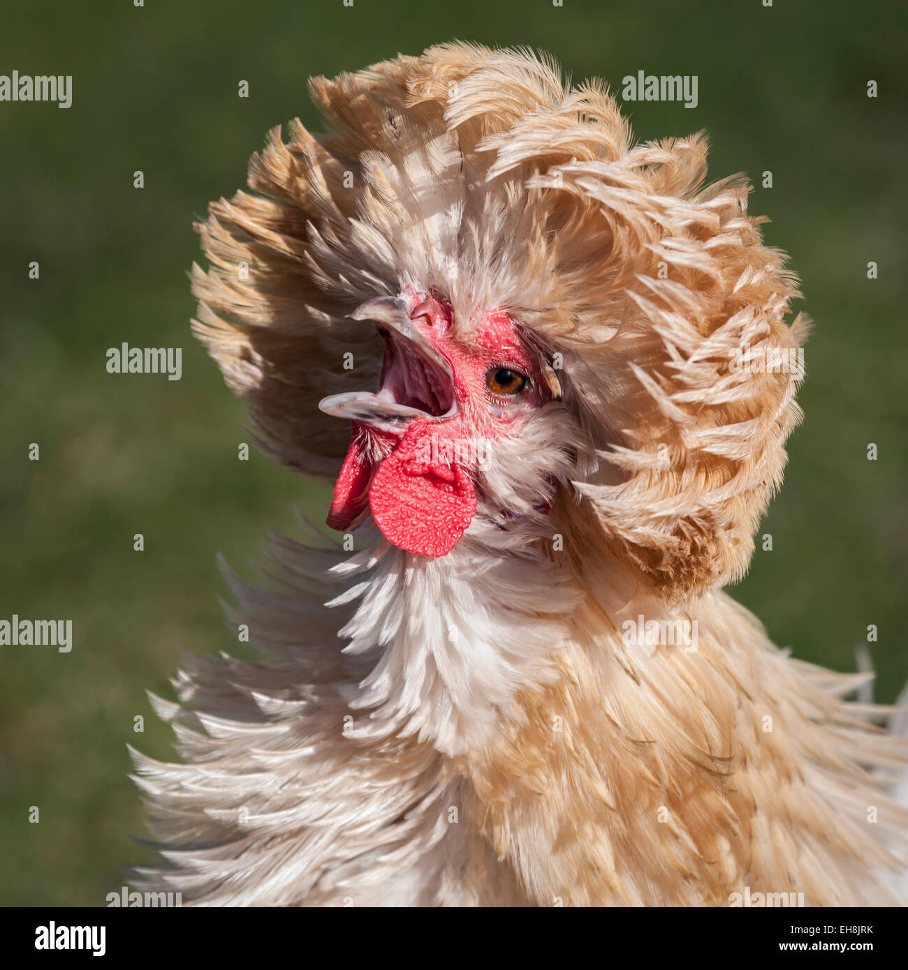 Die polnischen oder Polen ist ein Huhn, bekannt für seine Kuppe von ...