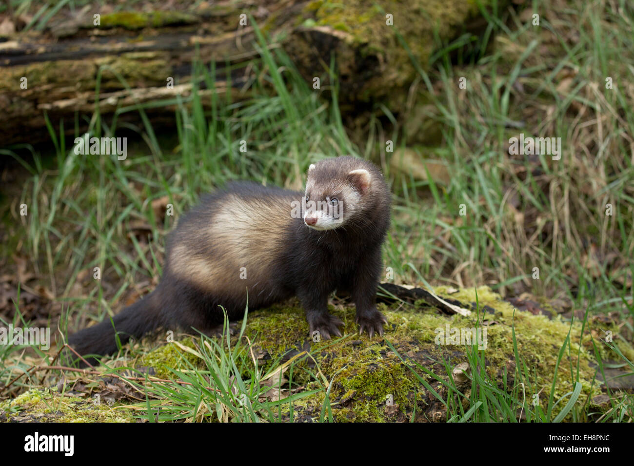Der iltis -Fotos und -Bildmaterial in hoher Auflösung – Alamy