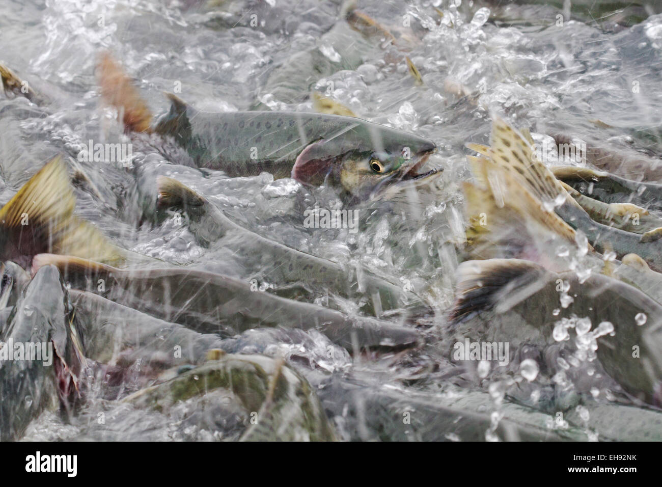 Rosa Lachs (Oncorhynchus Gorbuscha) laichen in Valdez, Alaska ...