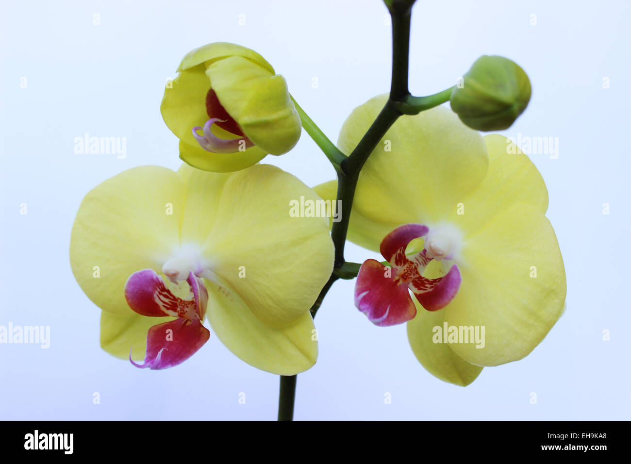 Faszinierend Orchideen Knospen Werden Gelb Fotos