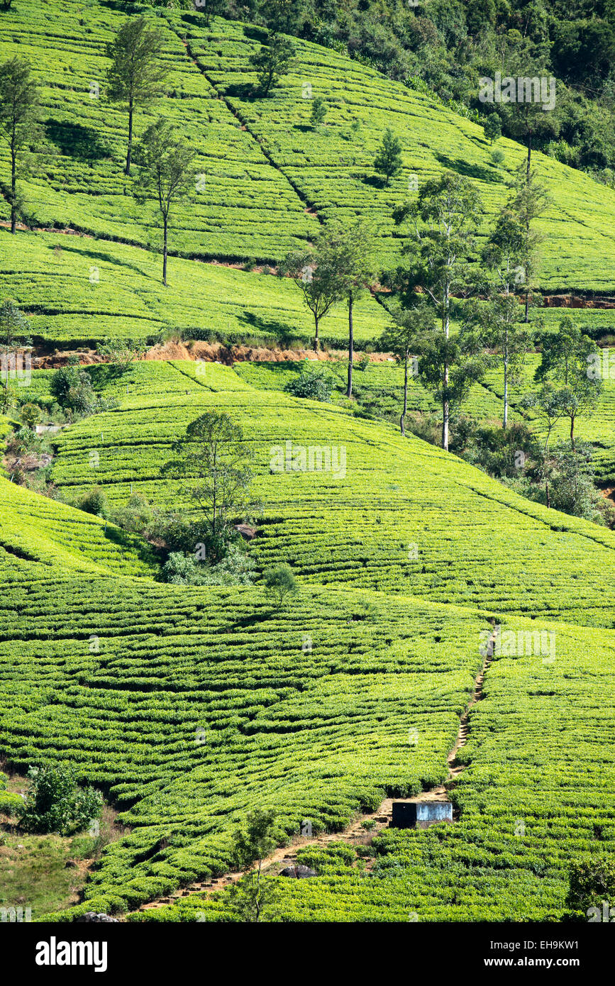 Sri lanka ackerland -Fotos und -Bildmaterial in hoher Auflösung – Alamy