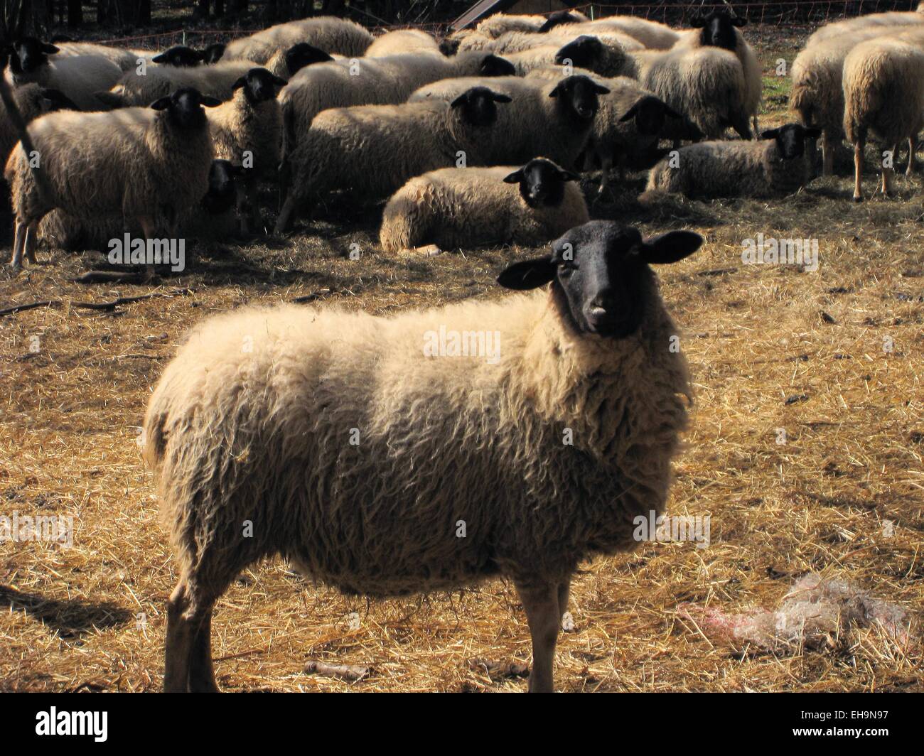 Rhoen schaf -Fotos und -Bildmaterial in hoher Auflösung – Alamy