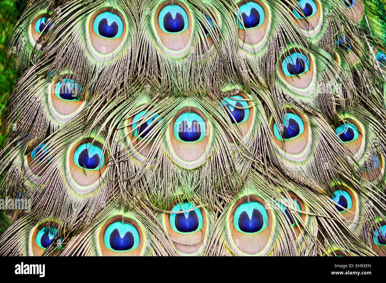 Pfauenfeder foto -Fotos und -Bildmaterial in hoher Auflösung – Alamy