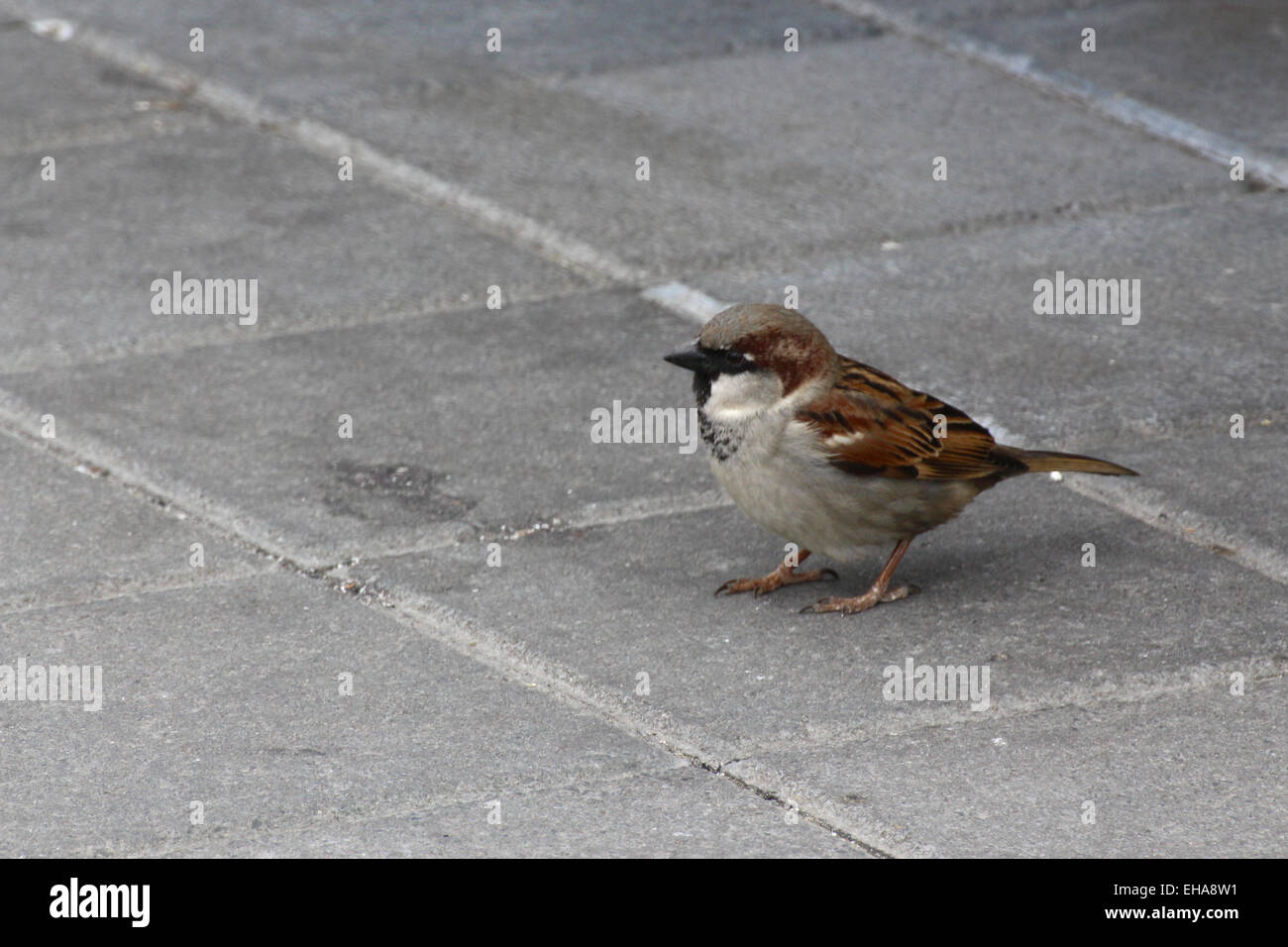 Stadt spatz -Fotos und -Bildmaterial in hoher Auflösung – Alamy