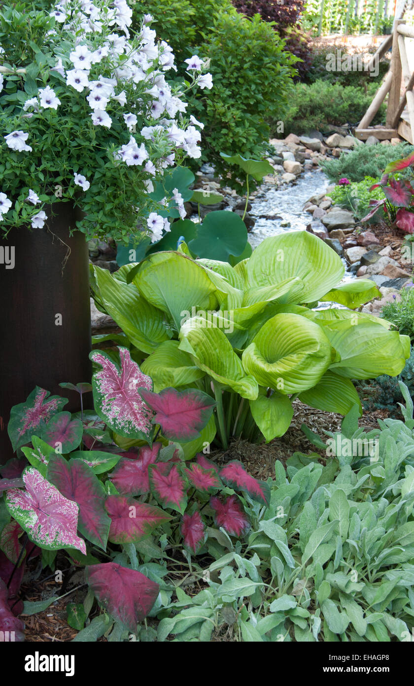 Lanzenblatt caladium -Fotos und -Bildmaterial in hoher Auflösung – Alamy