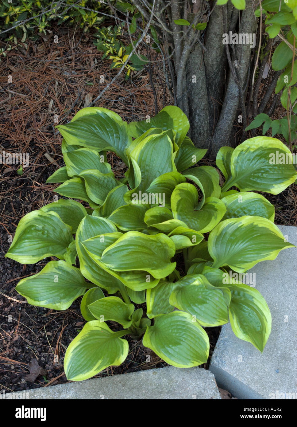 Hosta queen josephine -Fotos und -Bildmaterial in hoher Auflösung – Alamy