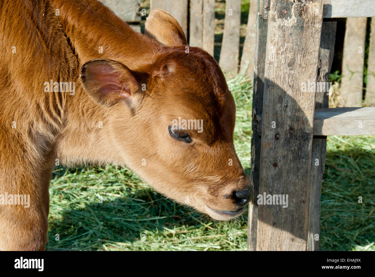 Niedliches kalb -Fotos und -Bildmaterial in hoher Auflösung – Alamy
