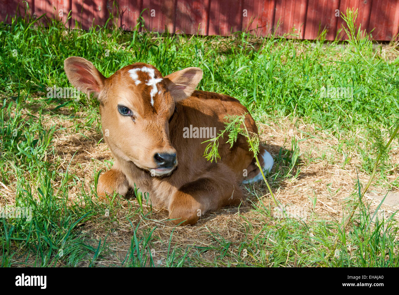 Kuh kalb baby -Fotos und -Bildmaterial in hoher Auflösung – Alamy
