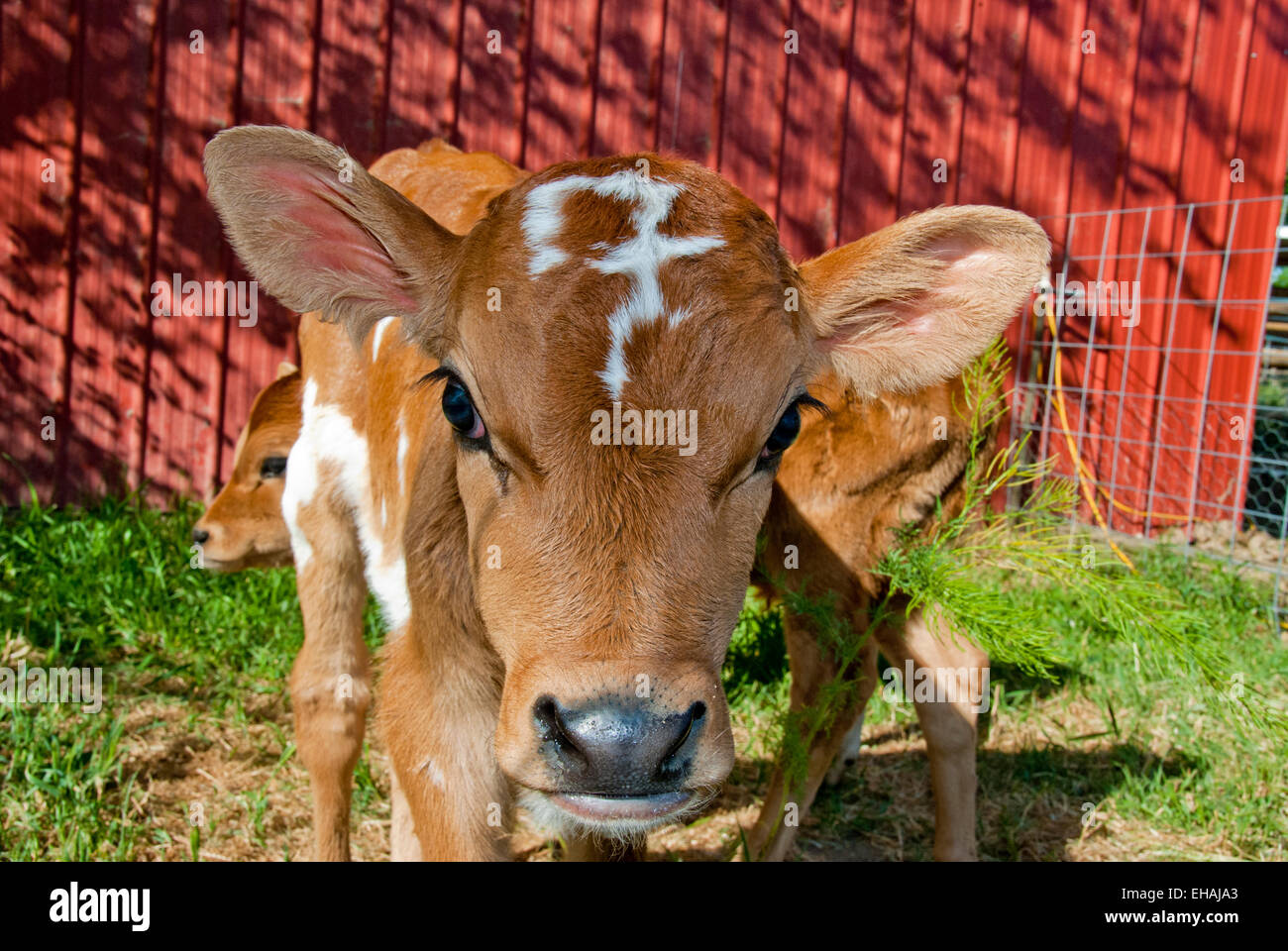 Niedliches kalb -Fotos und -Bildmaterial in hoher Auflösung – Alamy