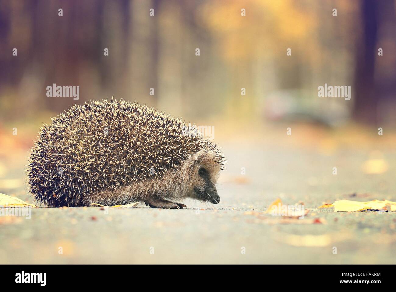 Igel wald -Fotos und -Bildmaterial in hoher Auflösung – Alamy