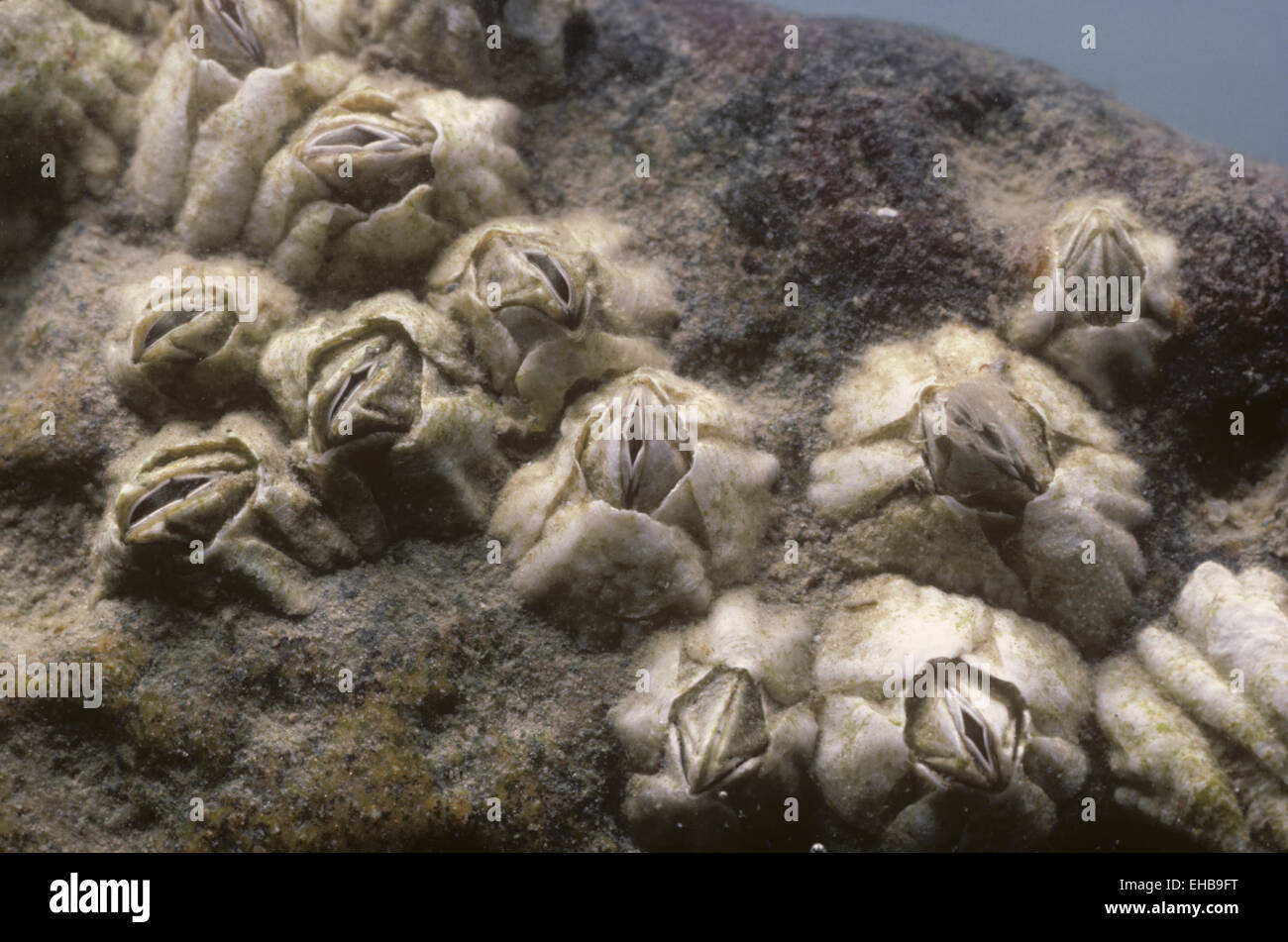 Elminius -Fotos und -Bildmaterial in hoher Auflösung – Alamy