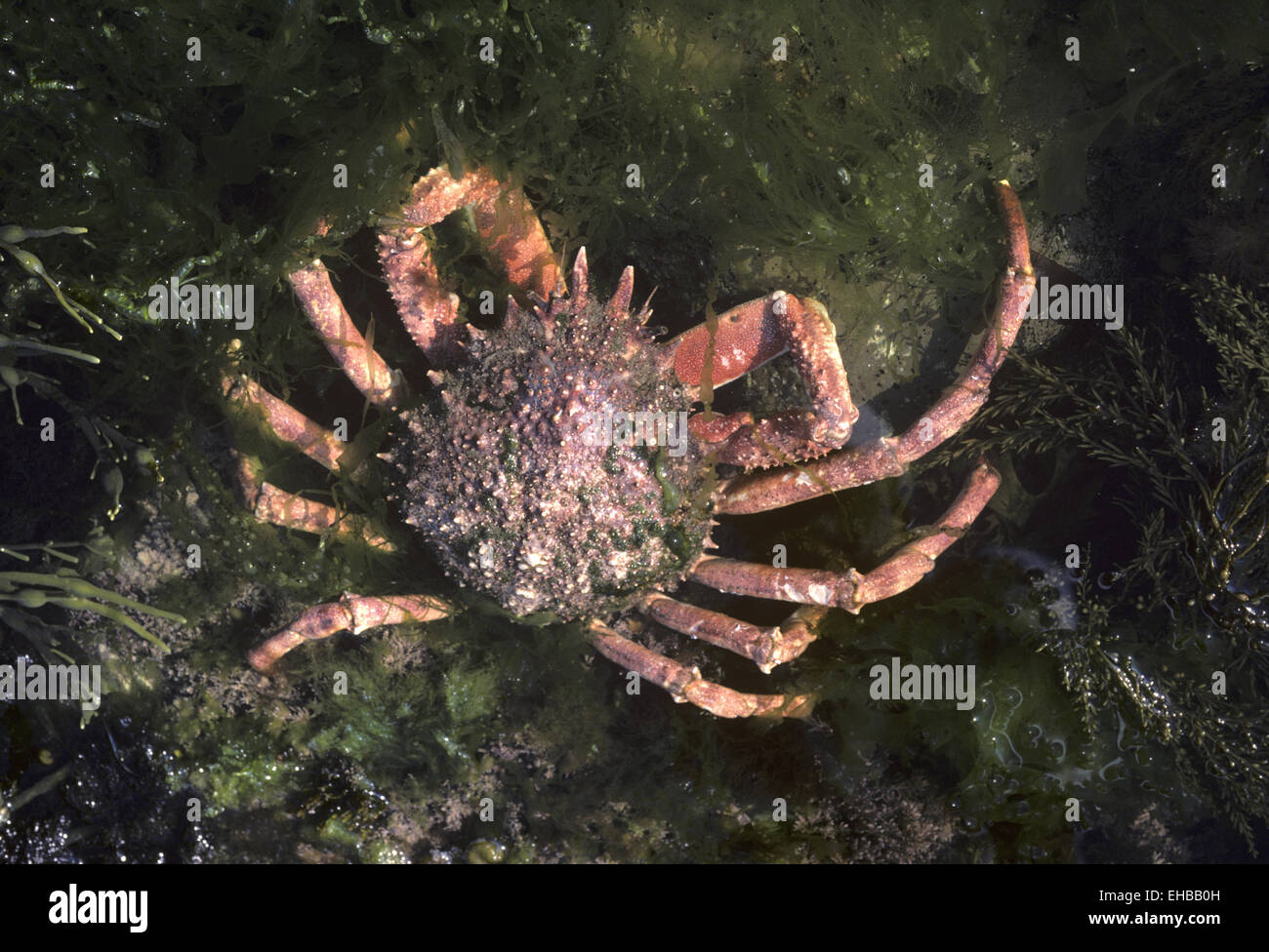 Gemeinsame krabbenspinne -Fotos und -Bildmaterial in hoher Auflösung ...