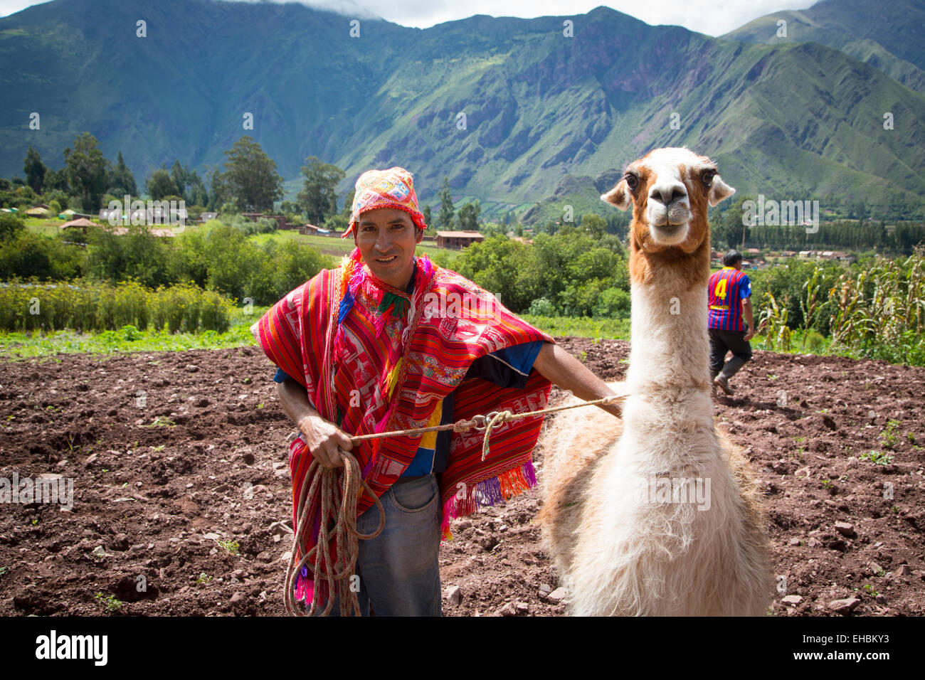 Alpaka, Bauernhof, Heiliges Tal, Region Cusco, Urubamba Provinz, Bezirk ...