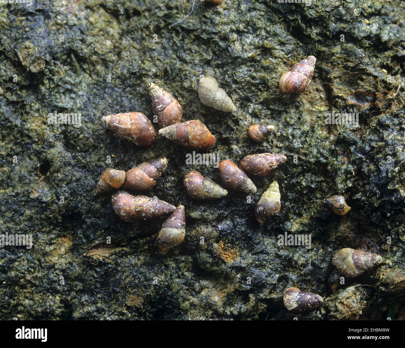 Hydrobia ulvae -Fotos und -Bildmaterial in hoher Auflösung – Alamy