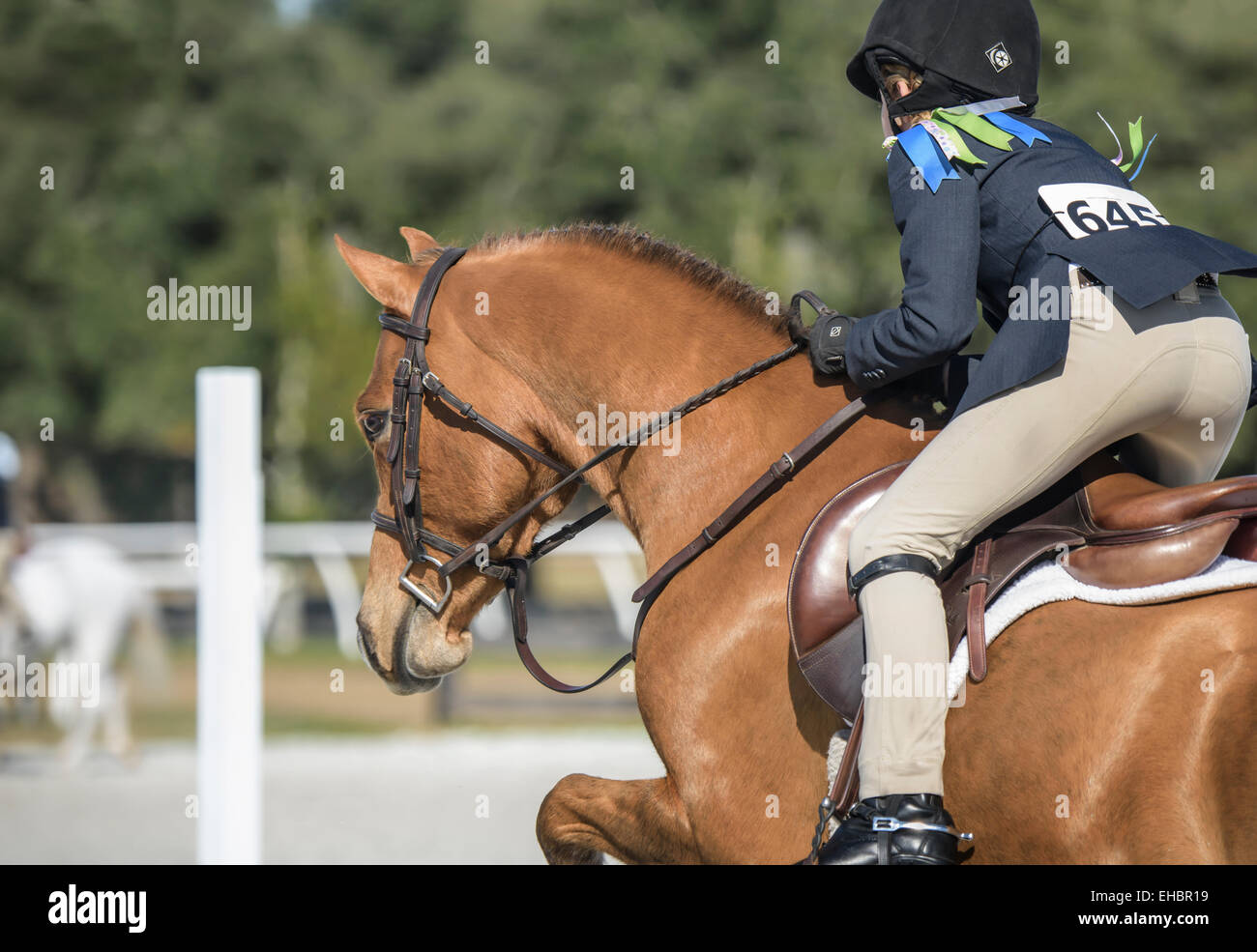 Pony jumping -Fotos und -Bildmaterial in hoher Auflösung – Alamy