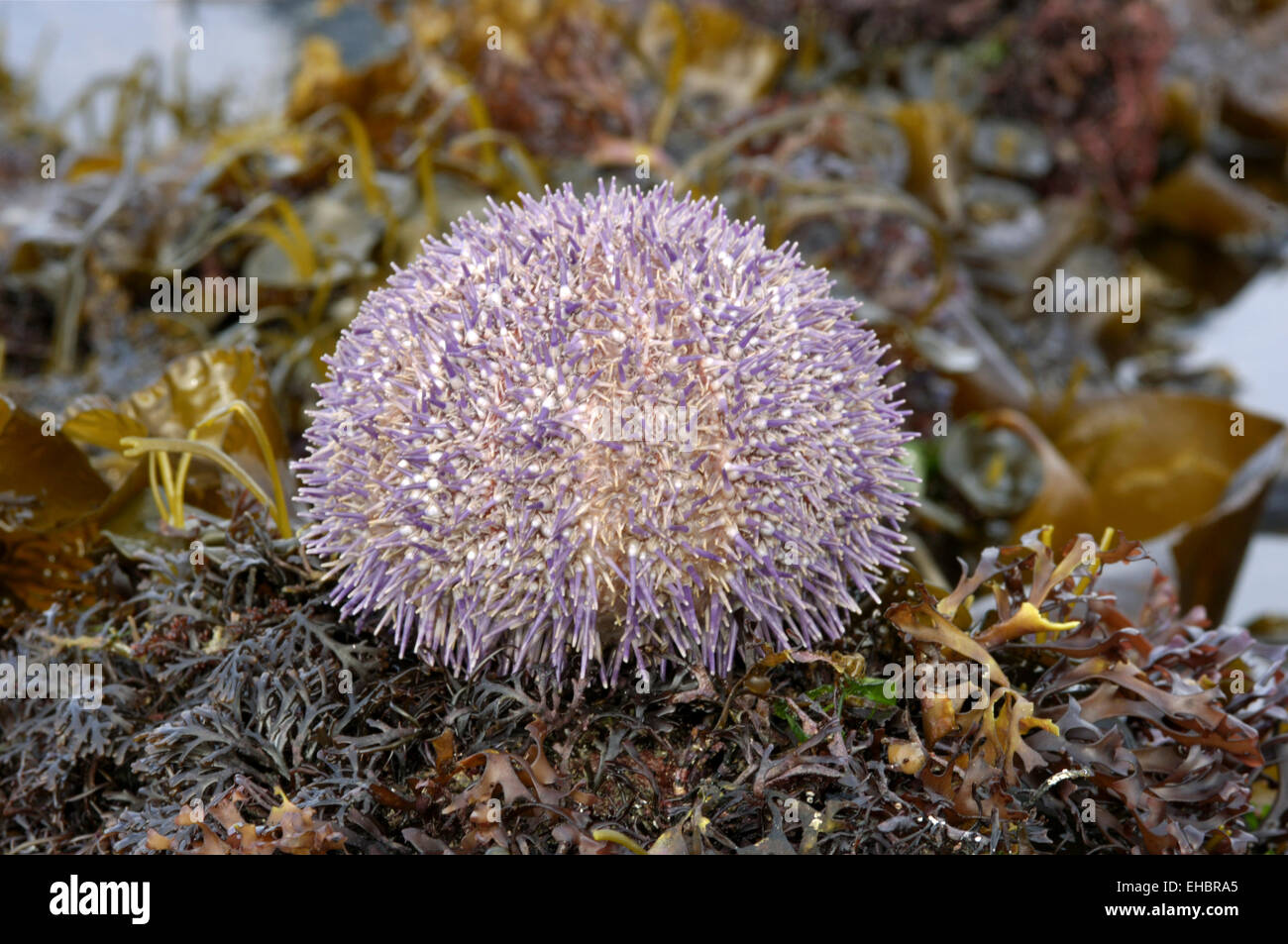 Essbare seeigel -Fotos und -Bildmaterial in hoher Auflösung – Alamy