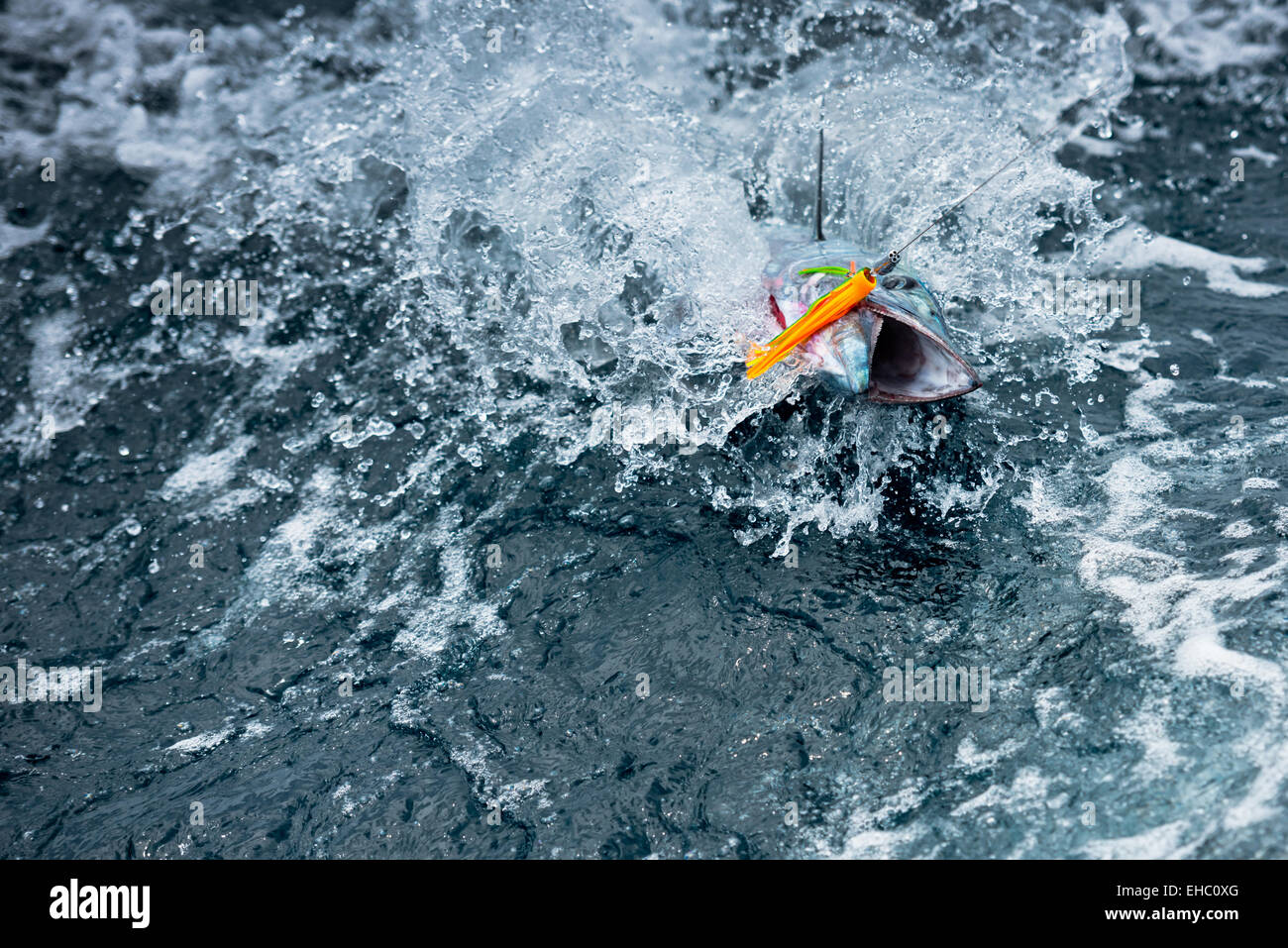 Fisch am haken -Fotos und -Bildmaterial in hoher Auflösung – Alamy