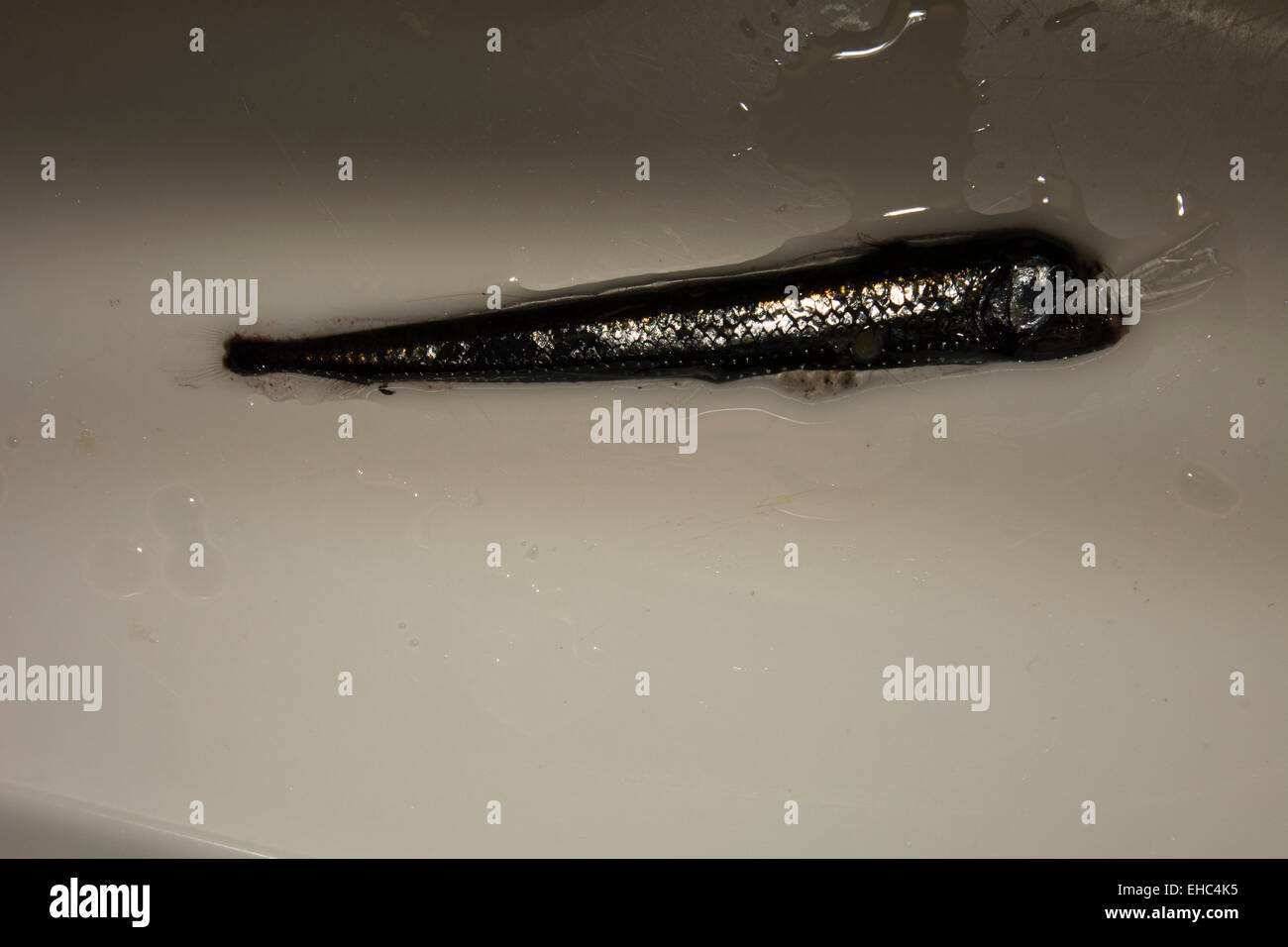 Wissenschaftler sind aus der Tiefsee in 500 bis 1000 Metern im ...