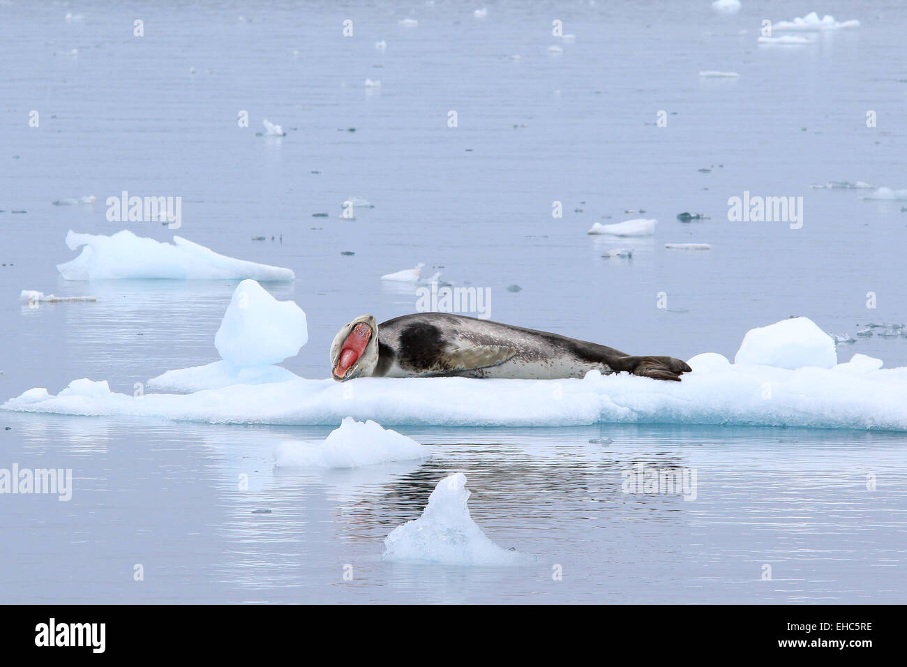 Leopard Seal Antarctica Stockfotos und -bilder Kaufen - Alamy