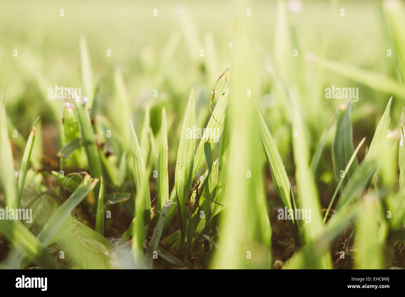 Gras und wiese -Fotos und -Bildmaterial in hoher Auflösung – Alamy