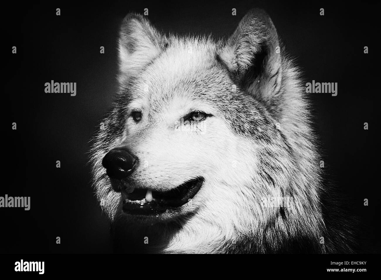 Canis lupus mackenzii -Fotos und -Bildmaterial in hoher Auflösung – Alamy