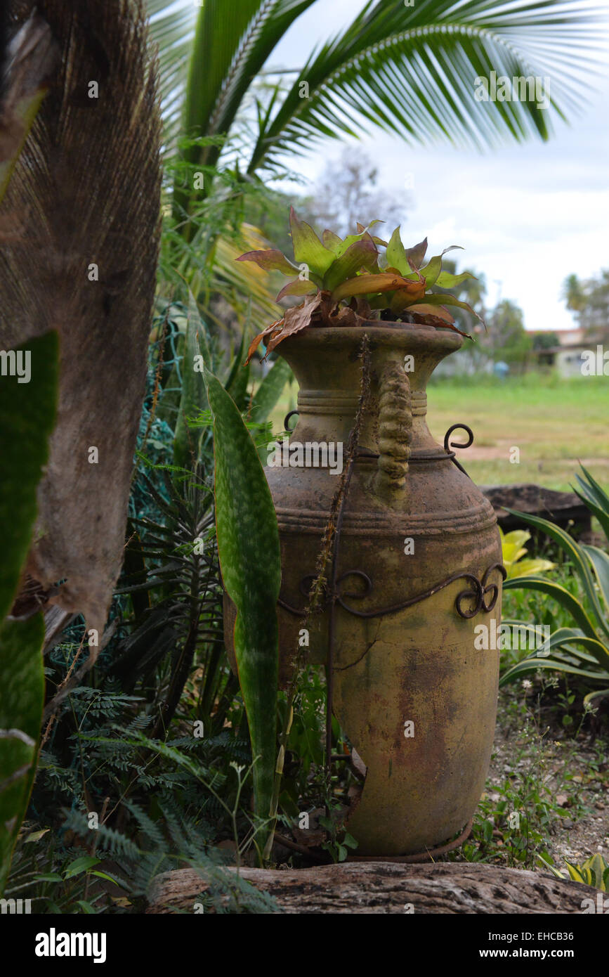 Karibische pflanzen -Fotos und -Bildmaterial in hoher Auflösung – Alamy