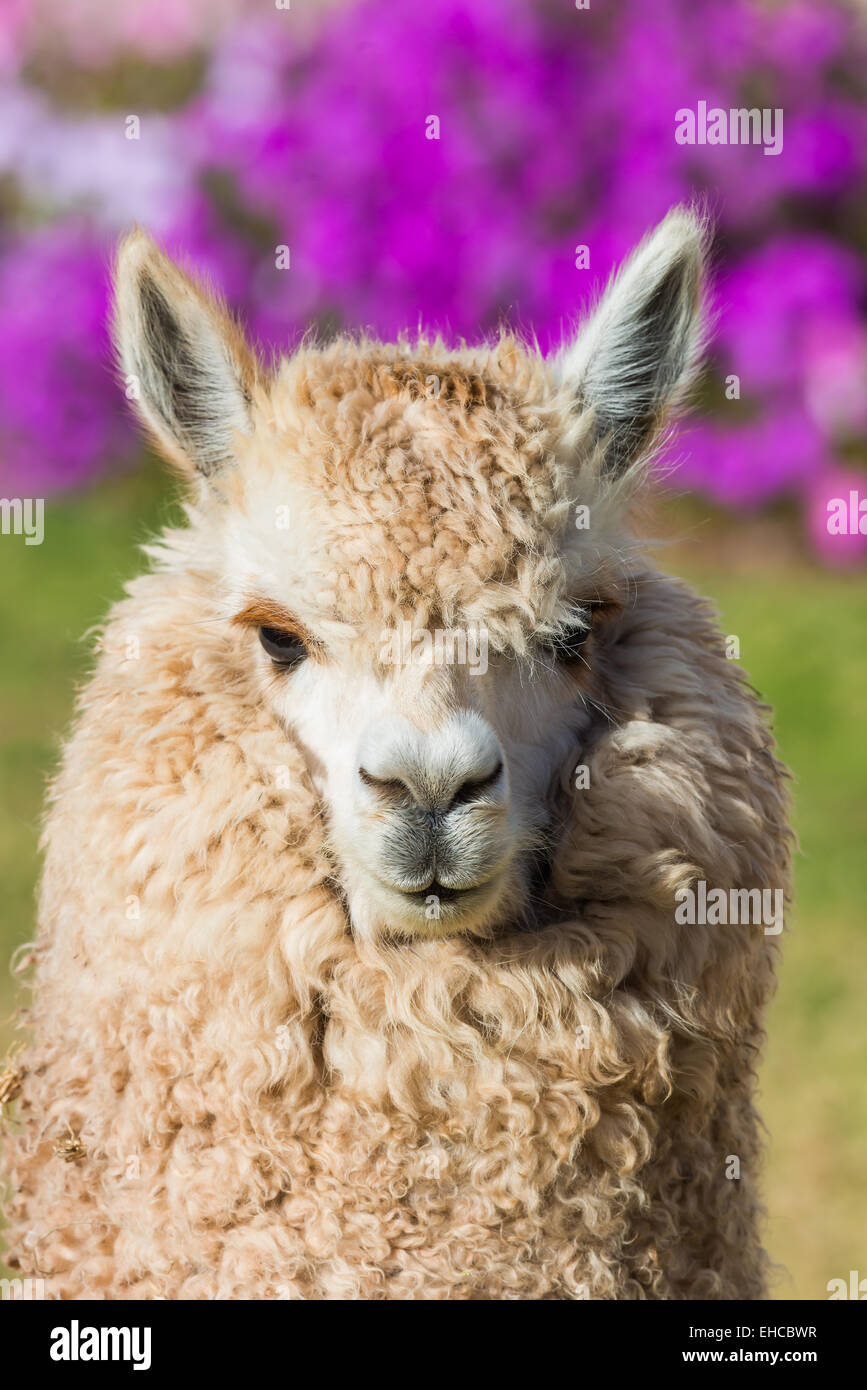 Peru alpaca -Fotos und -Bildmaterial in hoher Auflösung - Seite 2 - Alamy