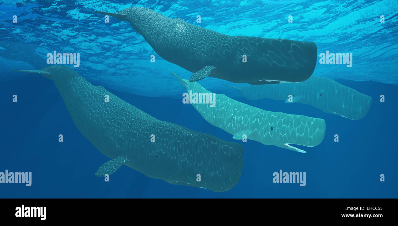 Giant sperm whale -Fotos und -Bildmaterial in hoher Auflösung – Alamy