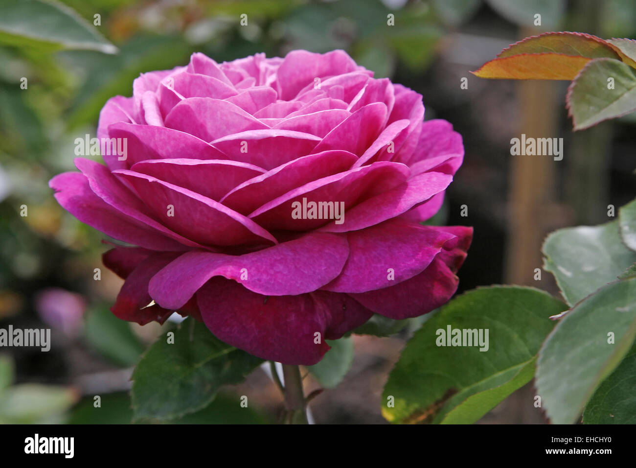 Rosa heidi klum rose -Fotos und -Bildmaterial in hoher Auflösung – Alamy