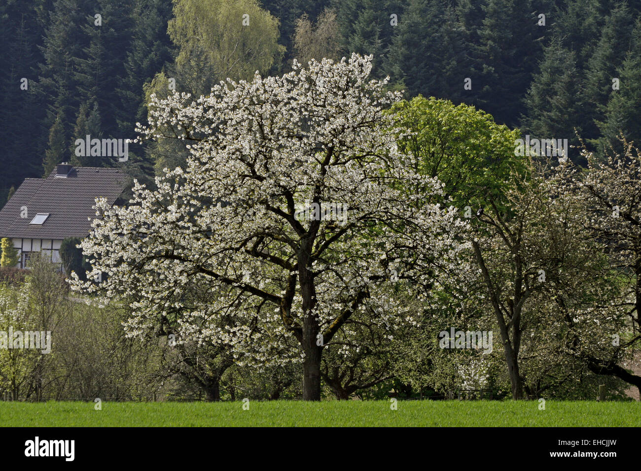 Eppendorfer baum -Fotos und -Bildmaterial in hoher Auflösung – Alamy