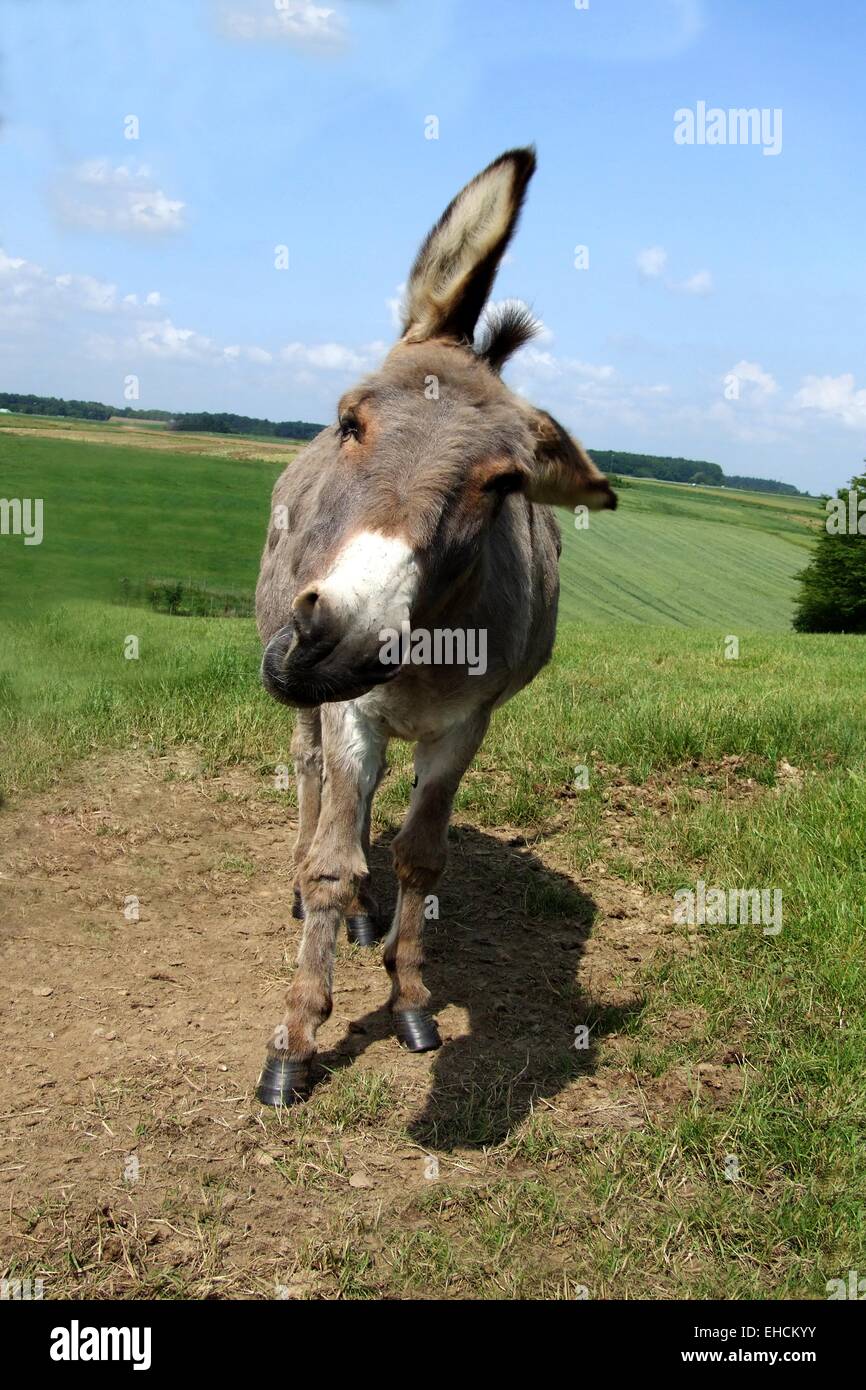 Esel kopf -Fotos und -Bildmaterial in hoher Auflösung – Alamy