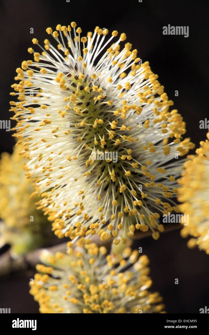 Hedge weide -Fotos und -Bildmaterial in hoher Auflösung – Alamy
