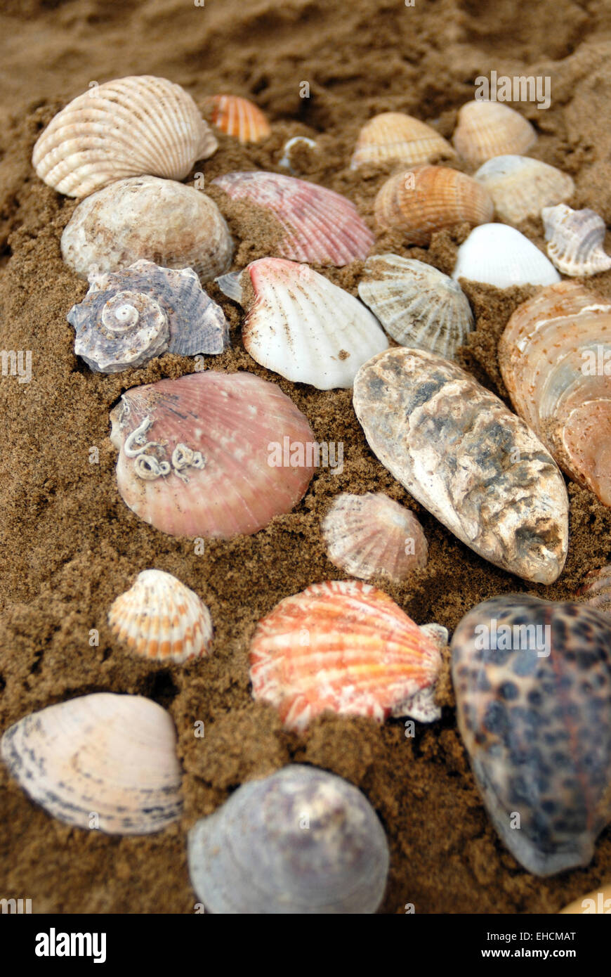 Muscheln am strand -Fotos und -Bildmaterial in hoher Auflösung – Alamy
