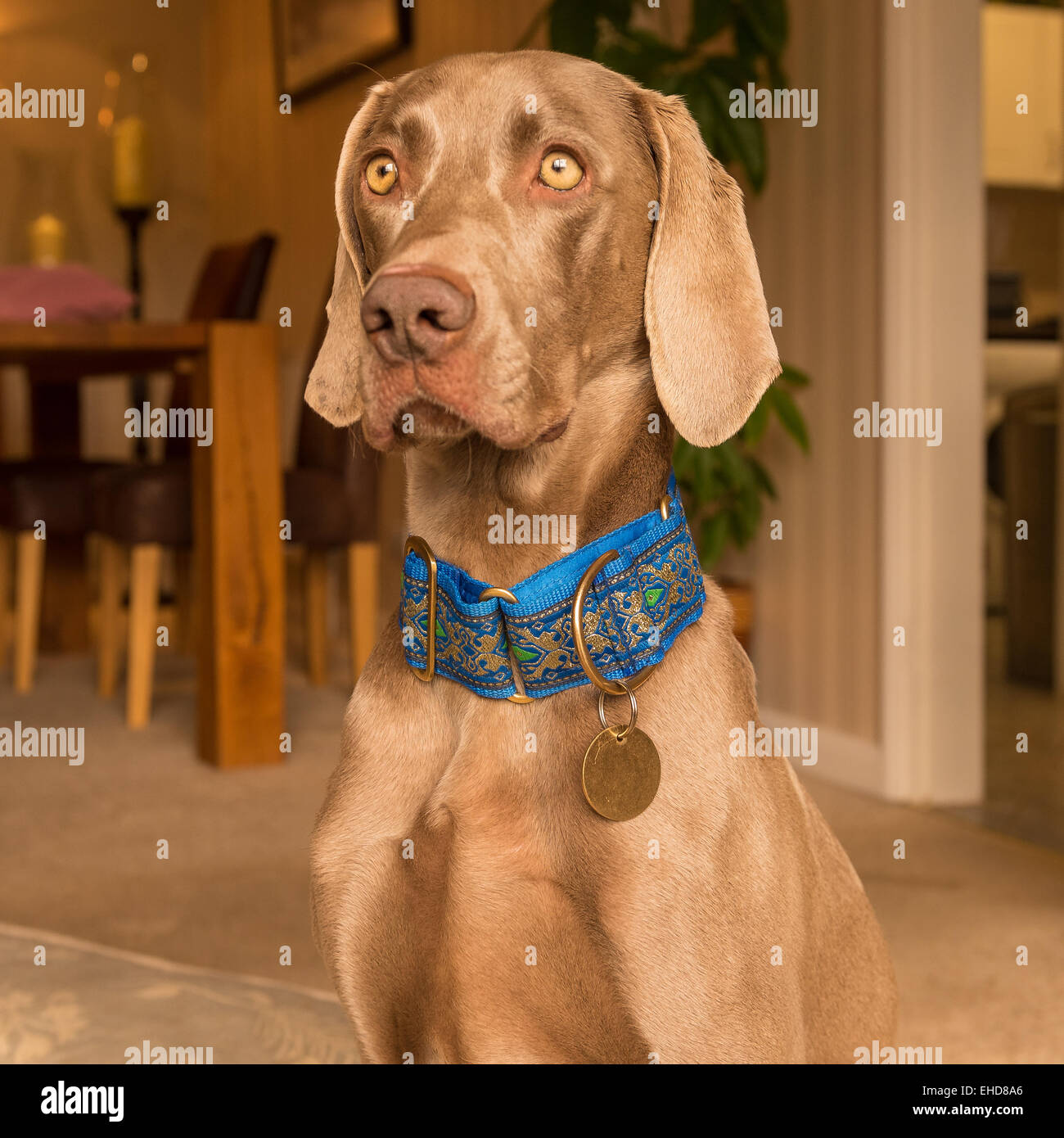 German hunting hat -Fotos und -Bildmaterial in hoher Auflösung – Alamy