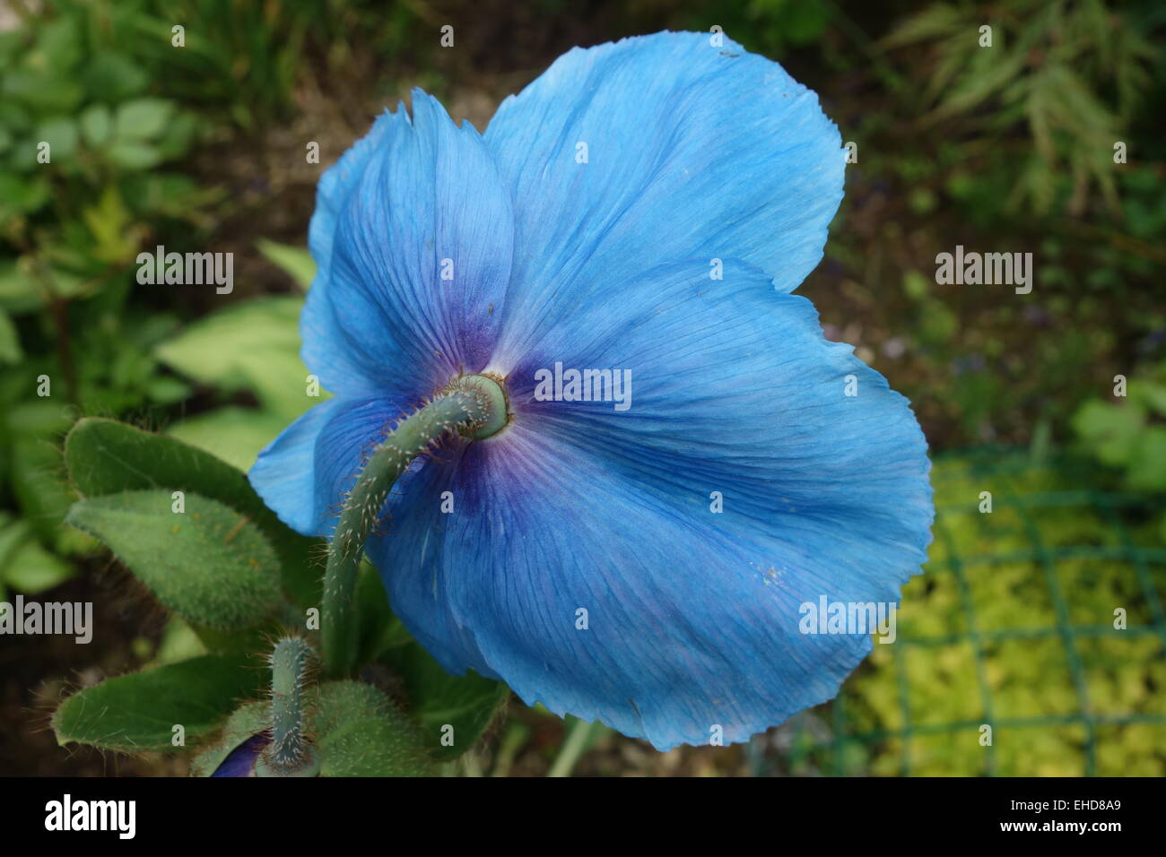 Blaue himalajamohnblume -Fotos und -Bildmaterial in hoher Auflösung – Alamy